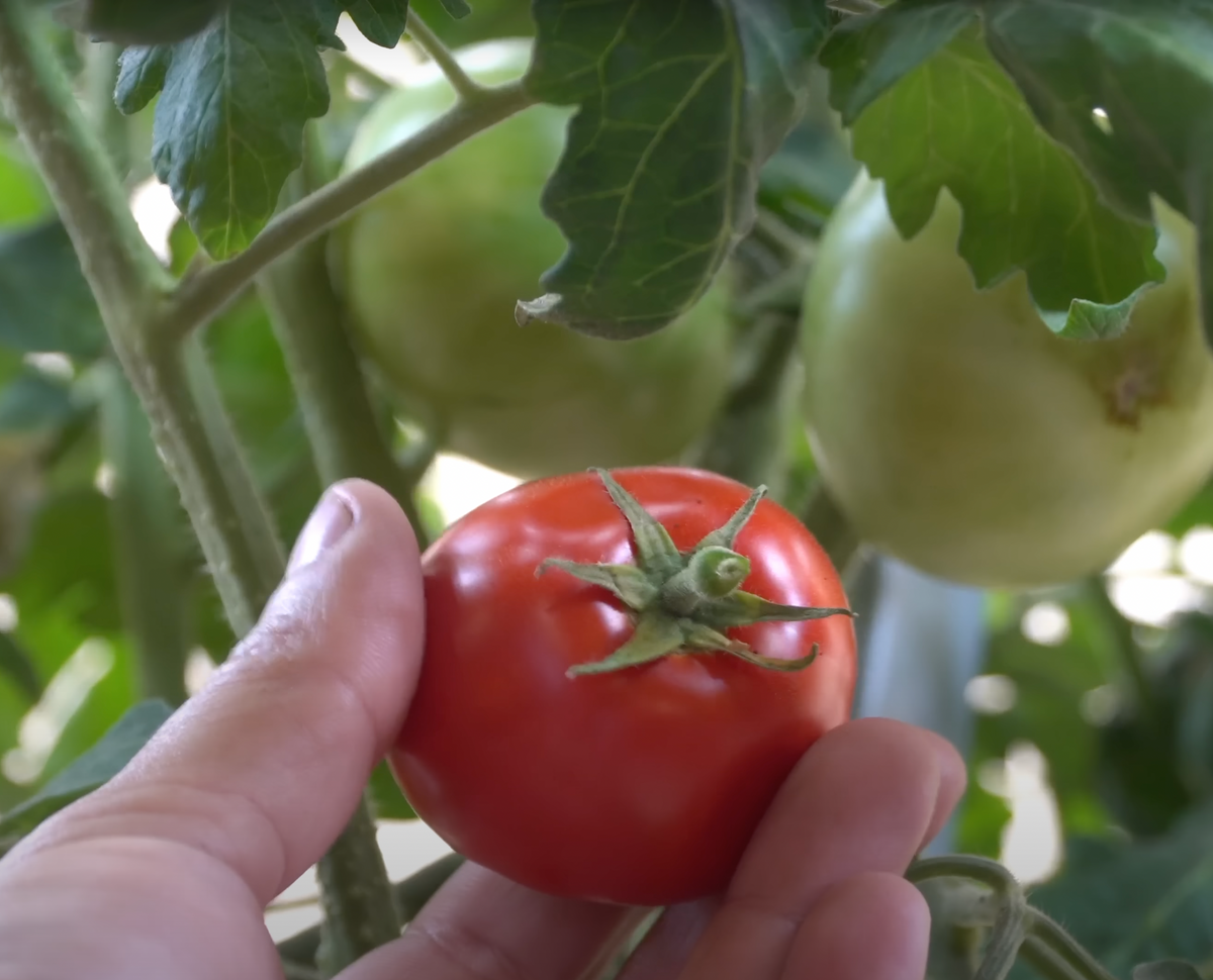 Couch Tomato – Hand Tool Rescue