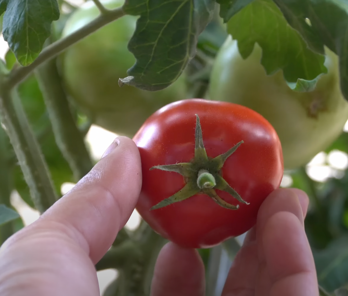 Couch Tomato – Hand Tool Rescue